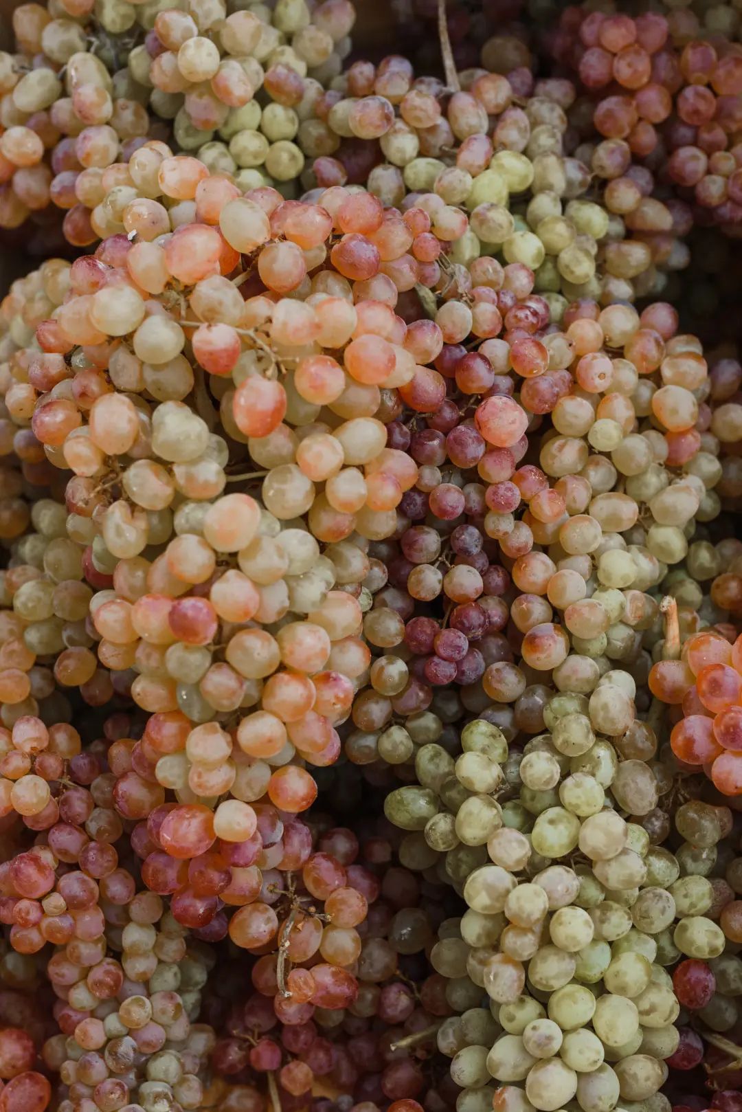 Which grape is "Extremely Purple"? - iNEWS