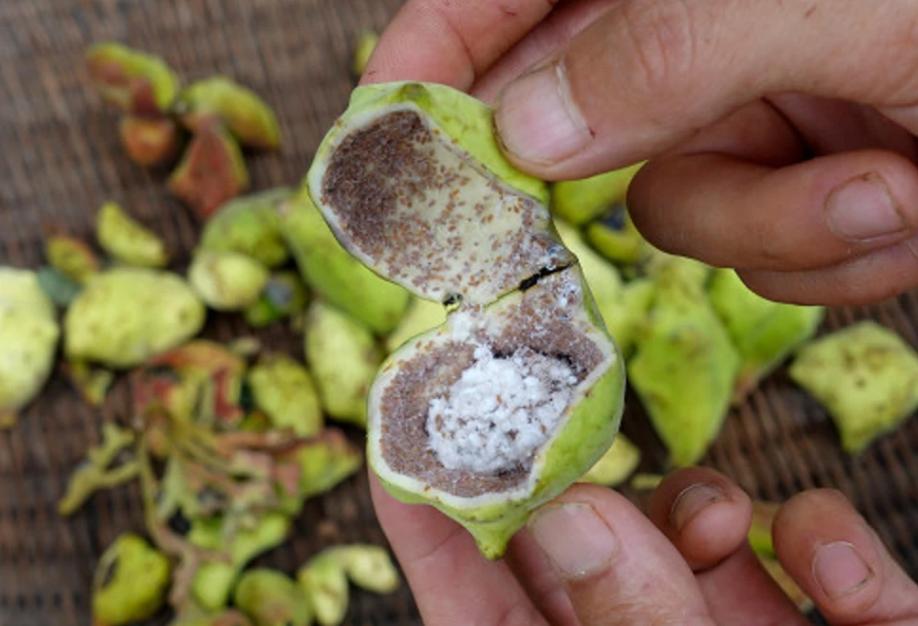 A plant dye derived from "galls" - gallnut - iMedia