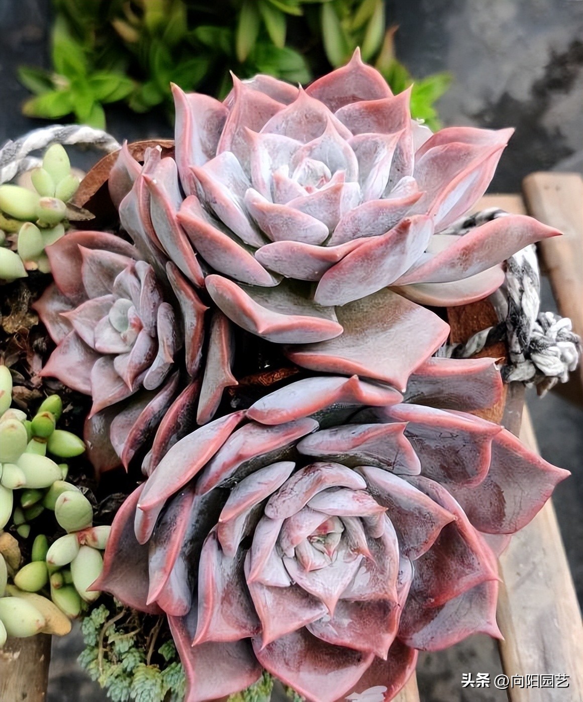 The 3 stages of raising succulents, which stage are you in?Do you still ...
