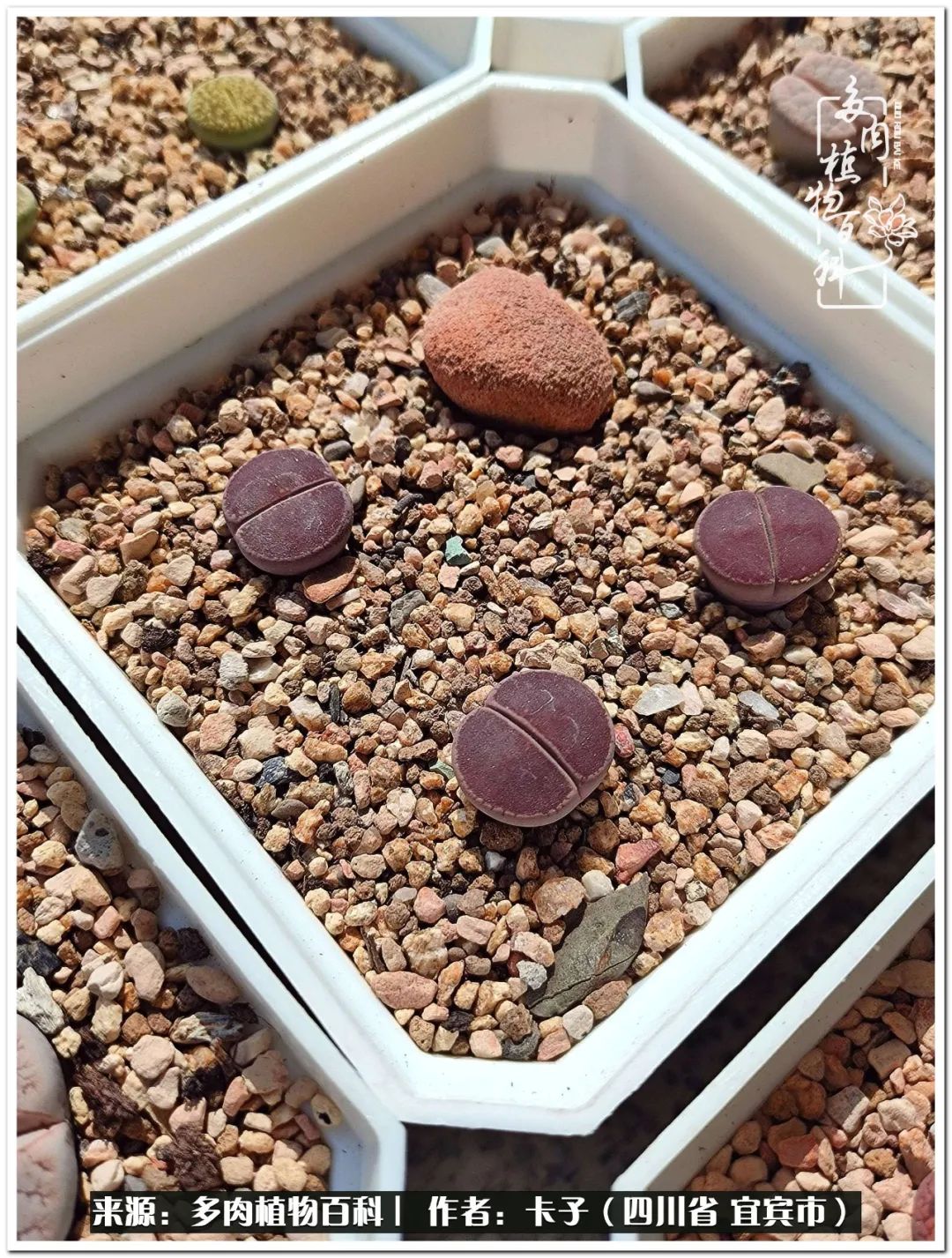 Teach you to know Lithops: Introduction of common Lithops species - iNEWS