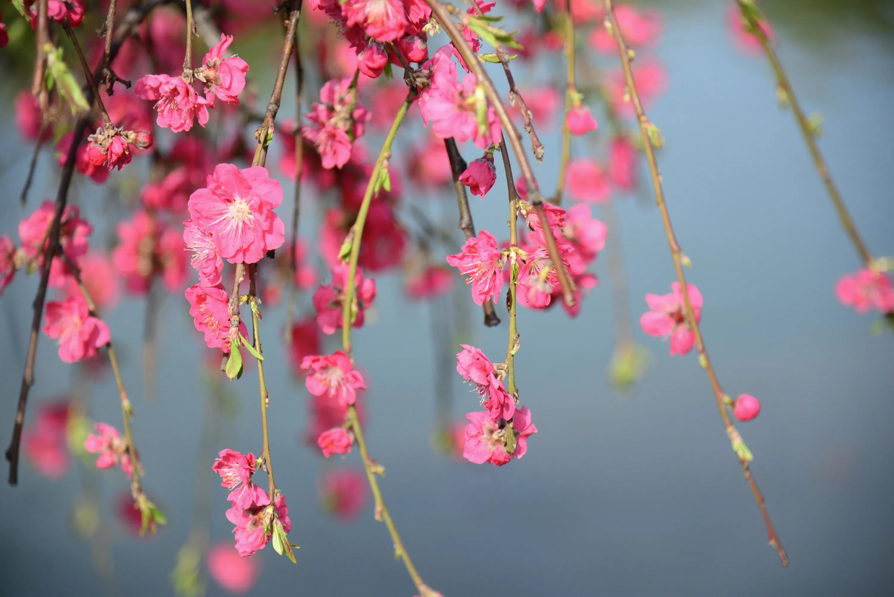In the warm spring, flowers bloom in Nanwutai Scenic Area to find the ...