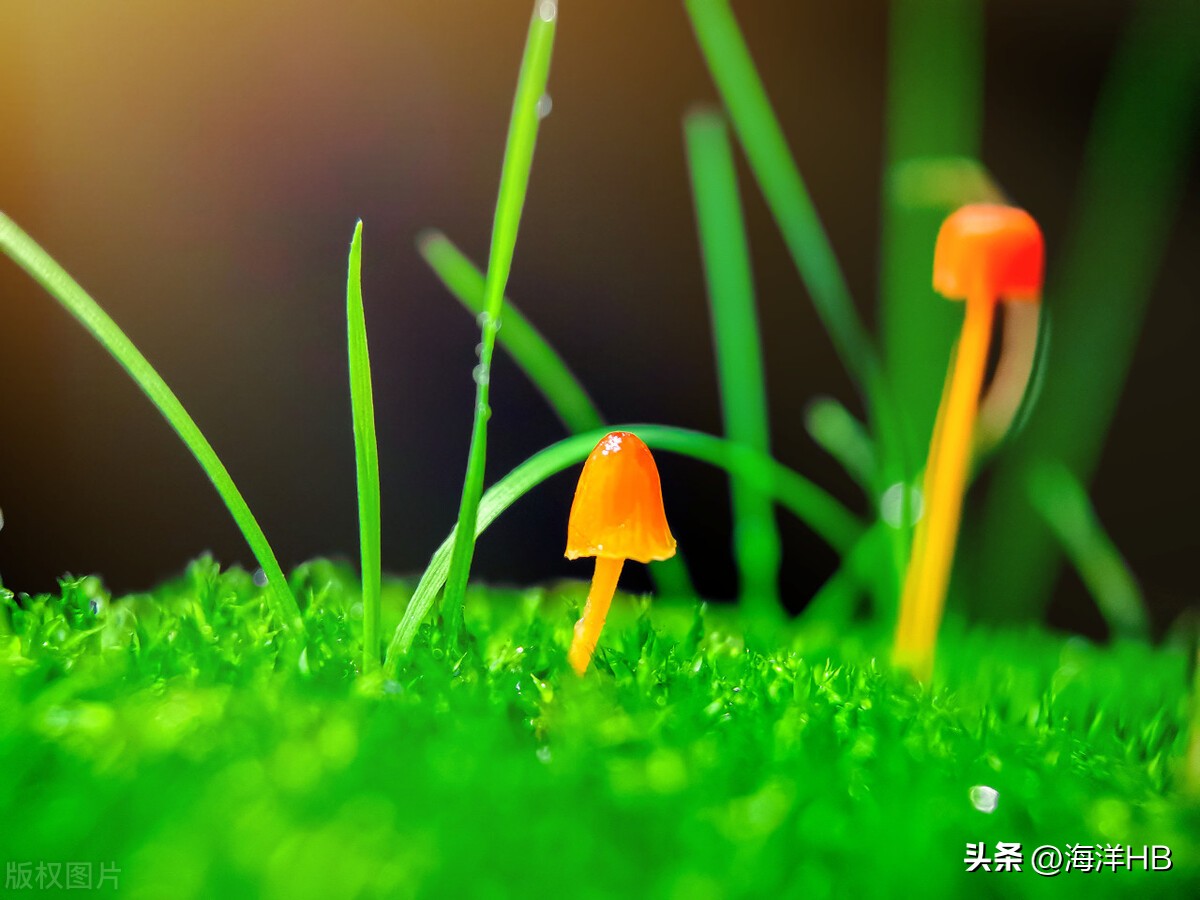 Huawei mobile phone, new photo mode, super macro, super night scene ...