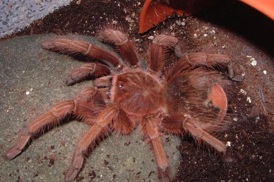 Bird-eating spiders - nature's most ingenious hunters - iNEWS