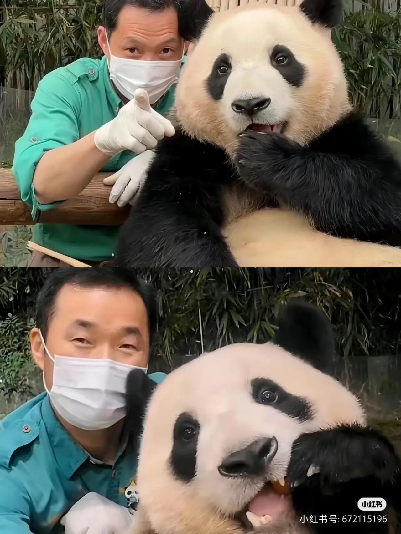 The giant panda "Fubao" in South Korea successfully renewed its ...