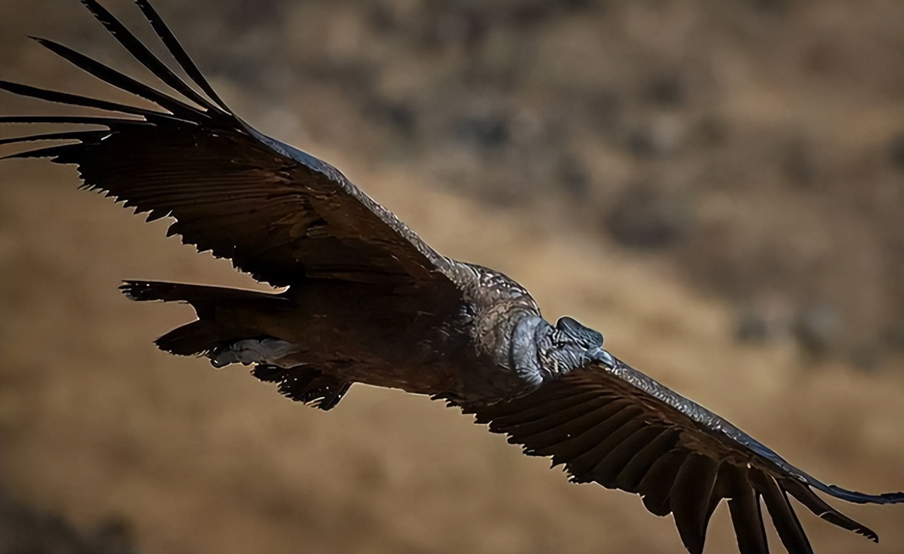 Flying for 5 hours without flapping its wings, the largest living bird ...