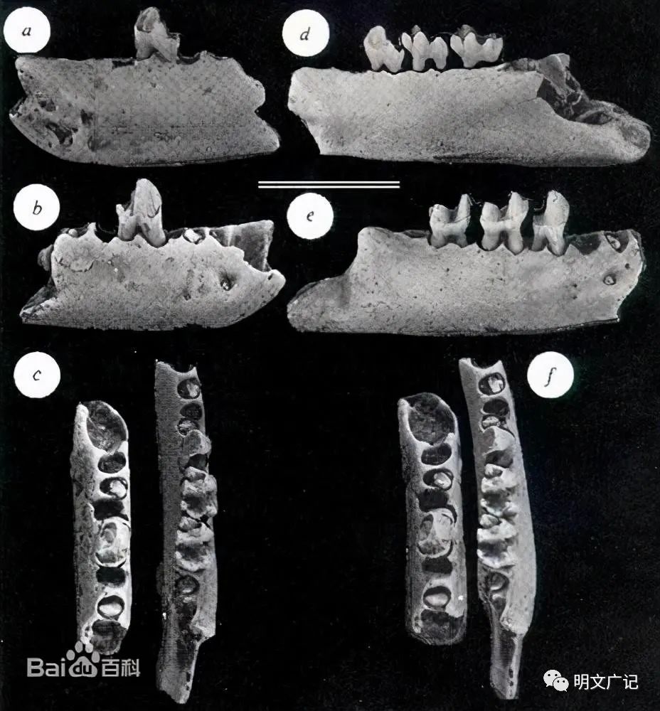 When did humans diverge from apes - when did humans form? - iMedia