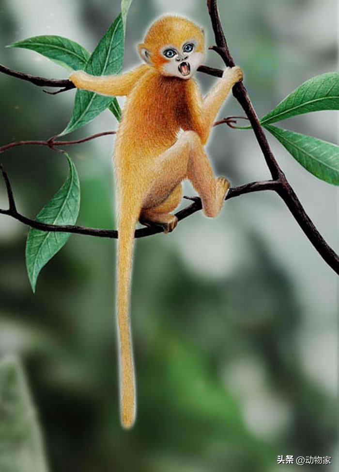 China discovers that 45 million years ago higher primates turned out to ...