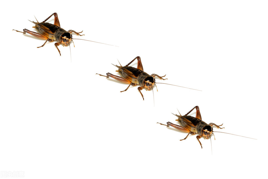 Reasons why crickets are aggressive - iNEWS