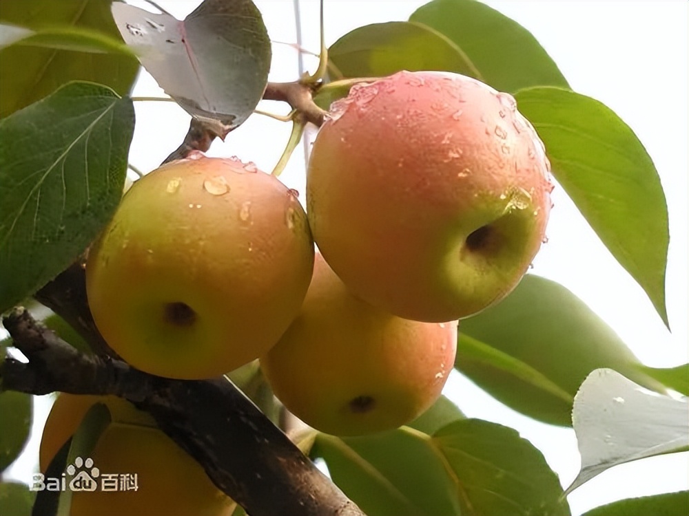 Ya pear snow pear crisp pear pear... Do you understand these pears? - iNEWS