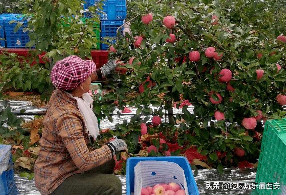 The "strongest courier" Tianzhou 5 delivered fresh Yan'an apples to the ...