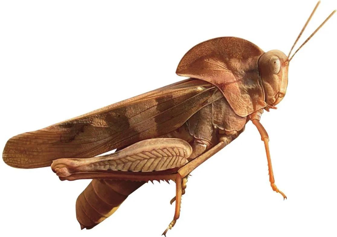 Likes to eat crops, as long as it is a green plant, it is difficult to ...