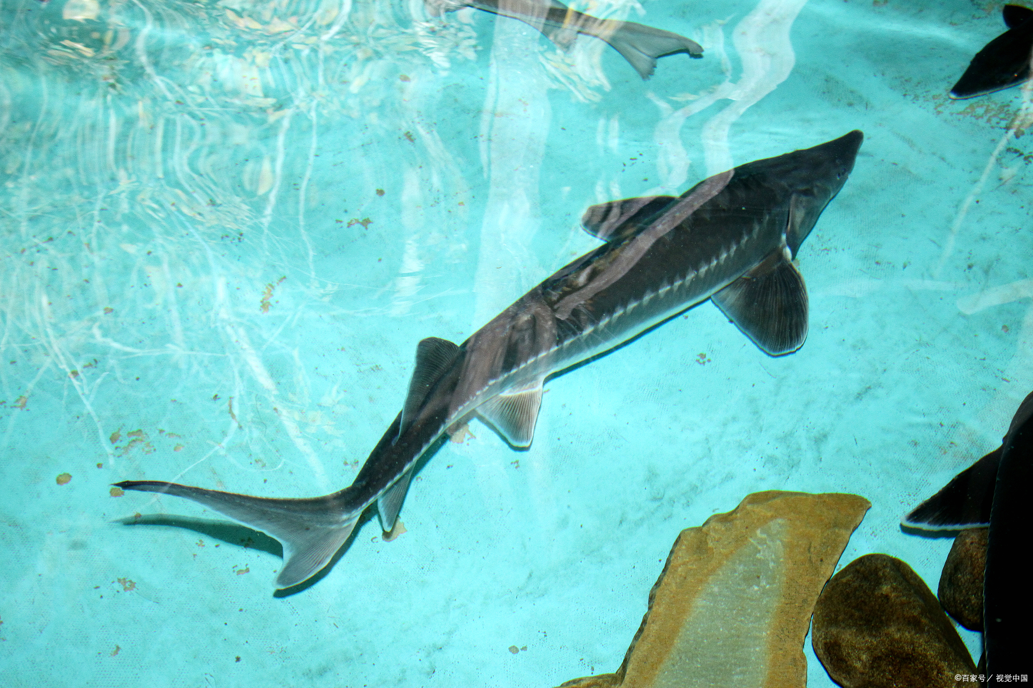 The Alligator Gar in Detail - Dangerous, but Not That Dangerous - iNEWS