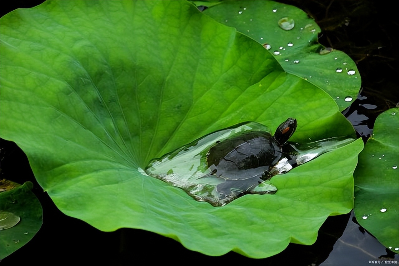 How to deal with tortoise stress?How to reduce turtle stress?Detailed ...