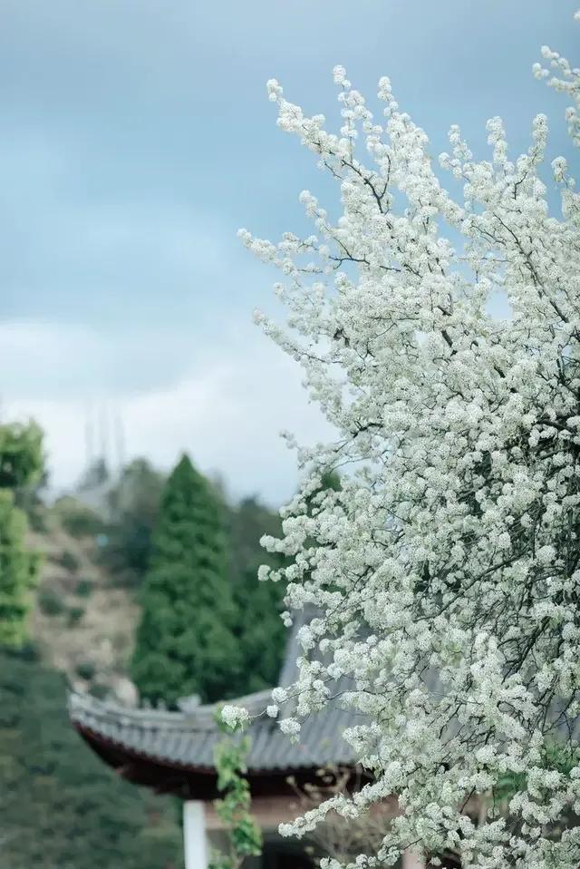 Spring Flower Viewing | 60 Pear Flower Poems - iNEWS