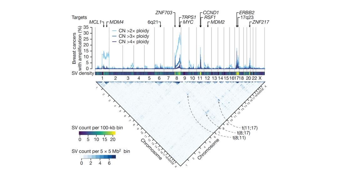 New mechanism driving structural changes in breast cancer genome - iNEWS