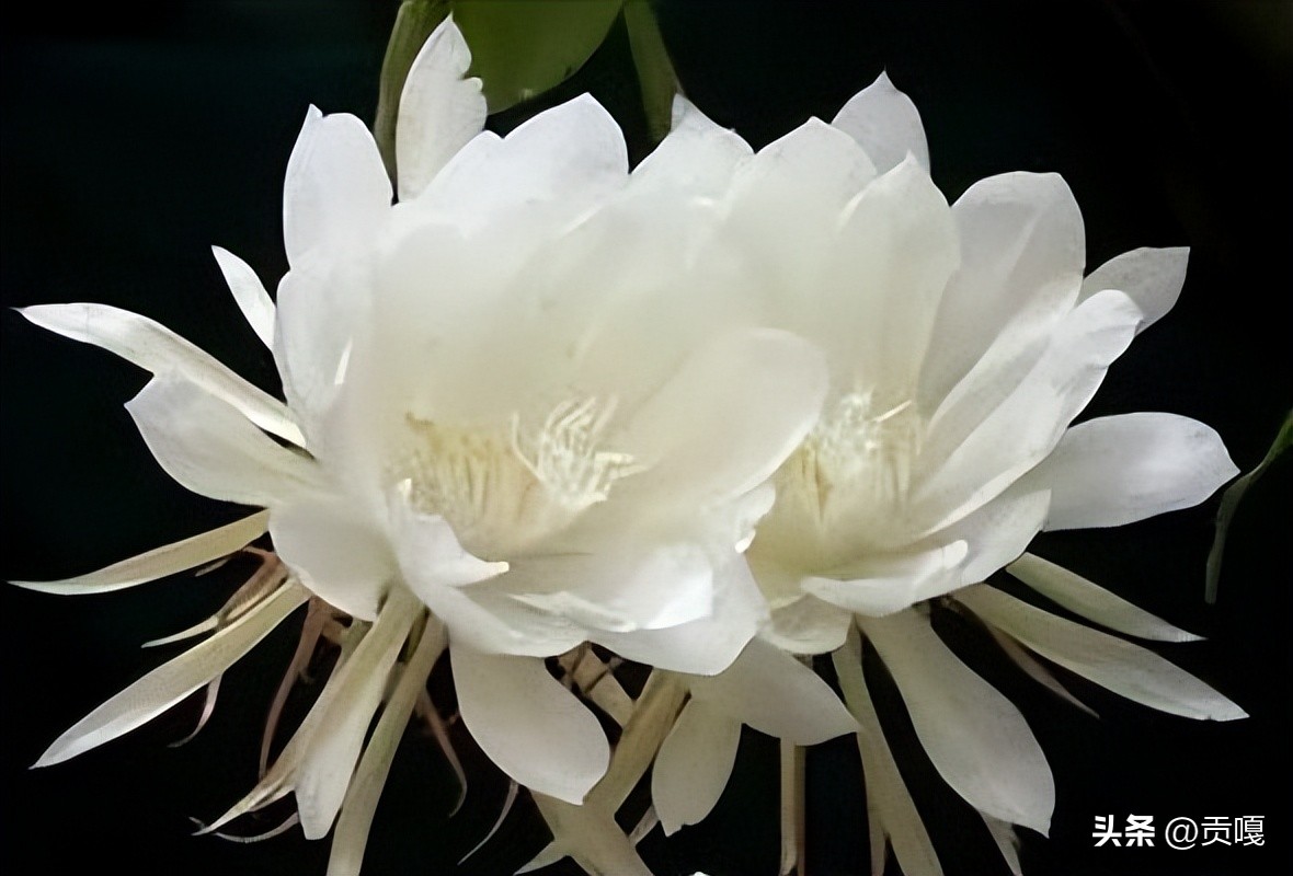 Five Absolute Plums (Nine Outer Songs) - iNEWS