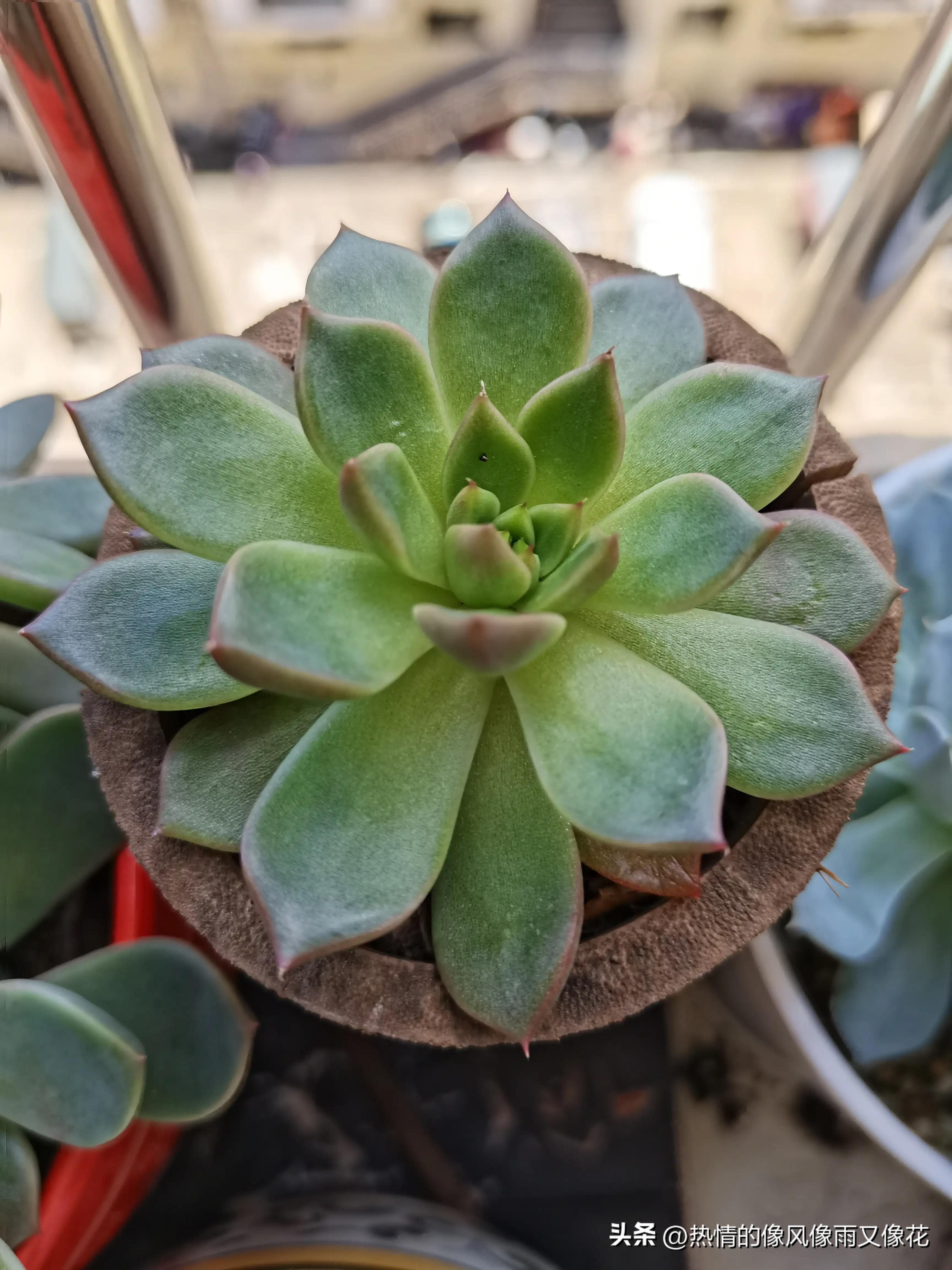 The succulents of Qiuli, Jiluyue, Huangli, and Babyfinger are not ...