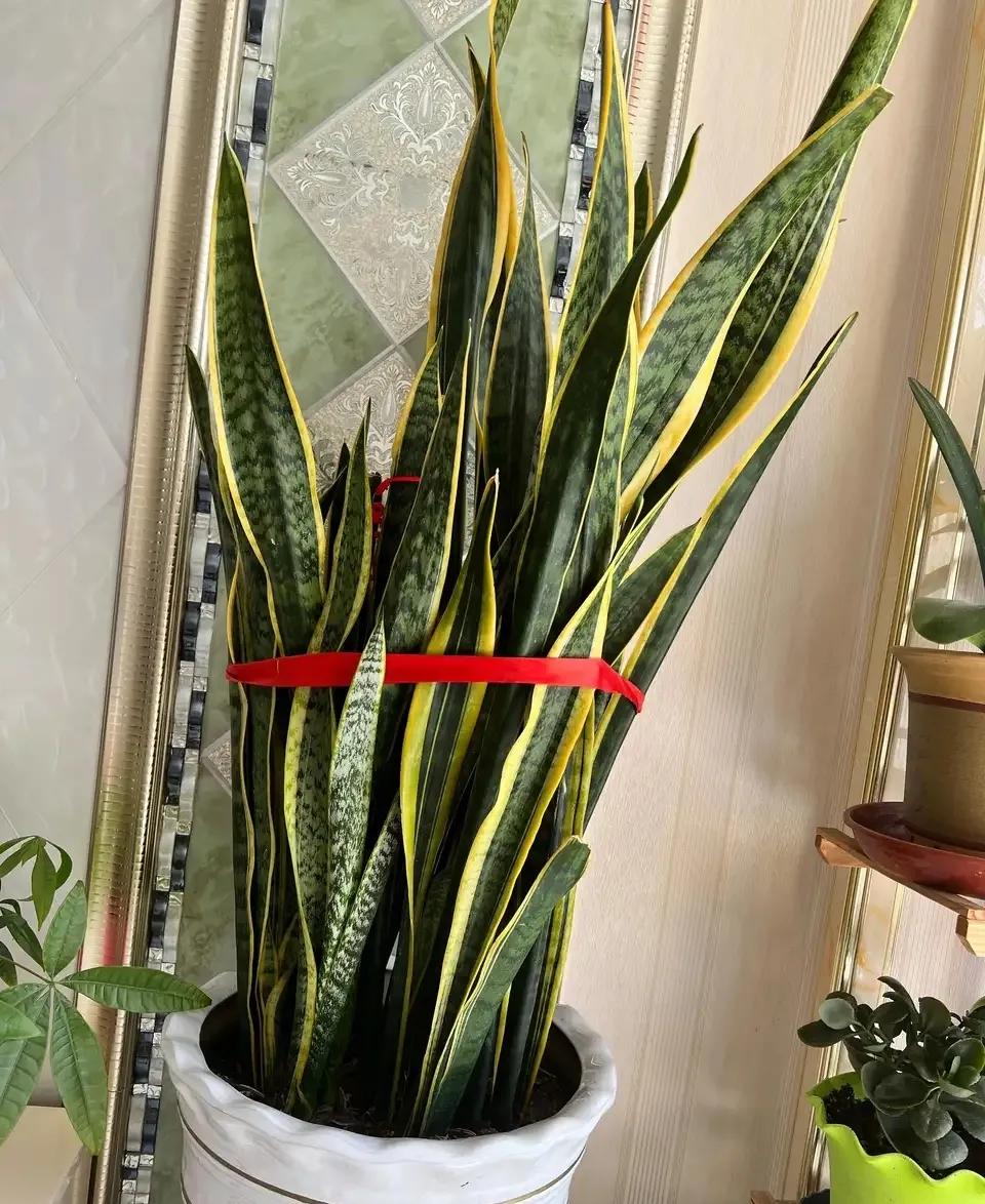 This flower is a small expert in "eating soil". It should be repotted ...