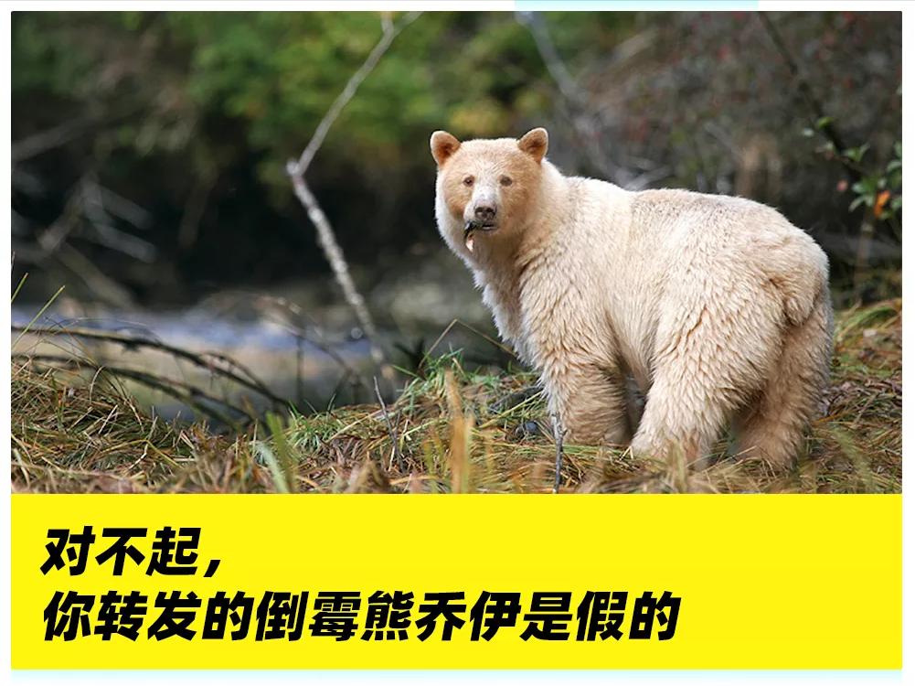 Joey, the hapless bear with albinism, deceived hundreds of thousands of ...