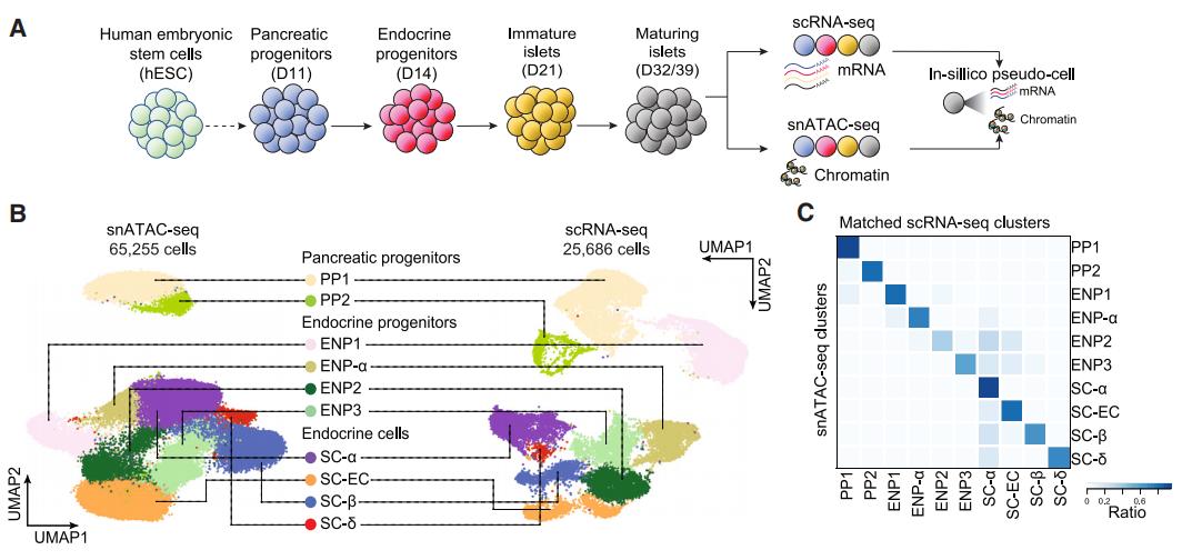 Islet B cells have been confirmed to transiently secrete serotonin, and ...