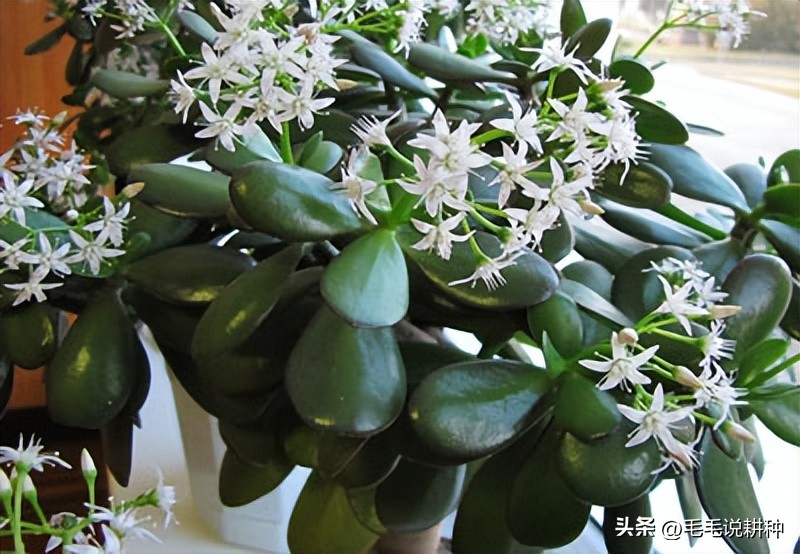 Have you ever seen a eucalyptus bloom? Will the eucalyptus bloom? Do ...