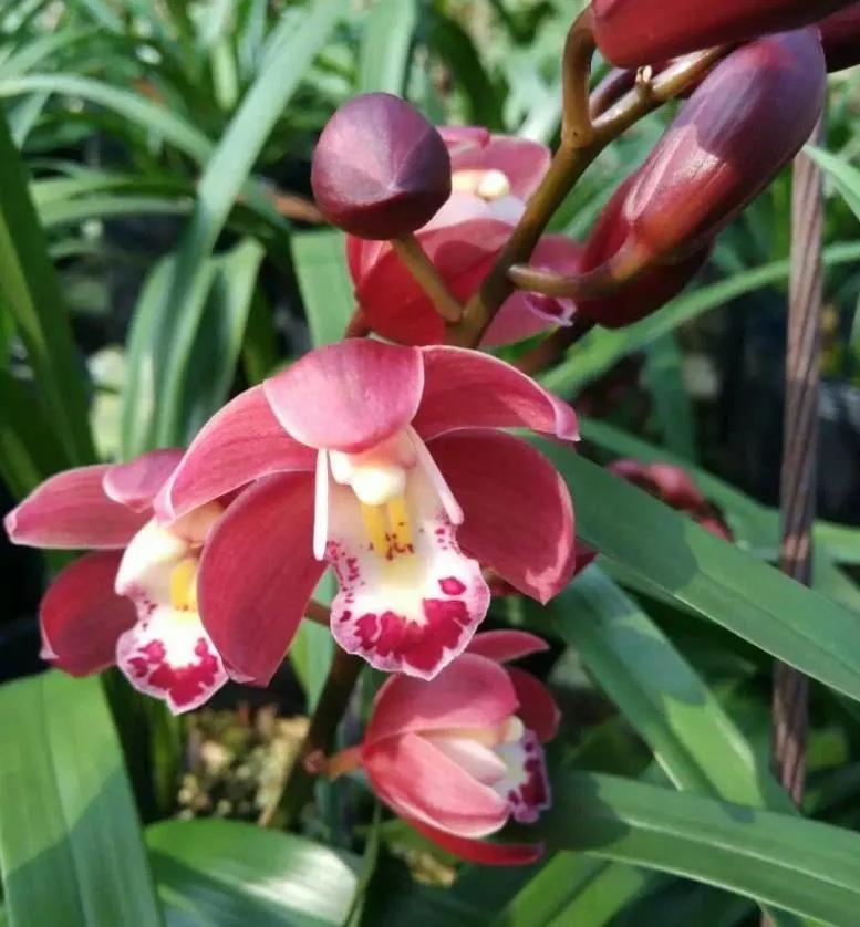 Ruby Orchid - iNEWS