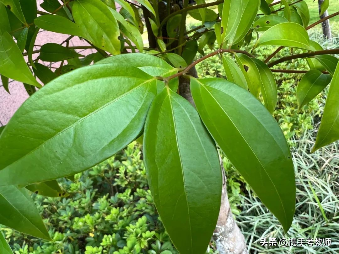 "Plant Column" Yinxiang - iNEWS
