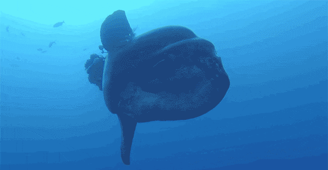 How did the sunfish, which did not know how to resist or escape after ...