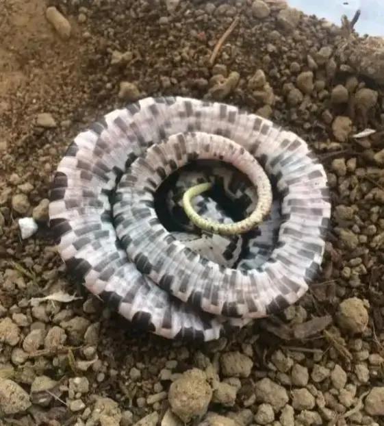 Do you still do this after being bitten by a five-step snake, do you ...