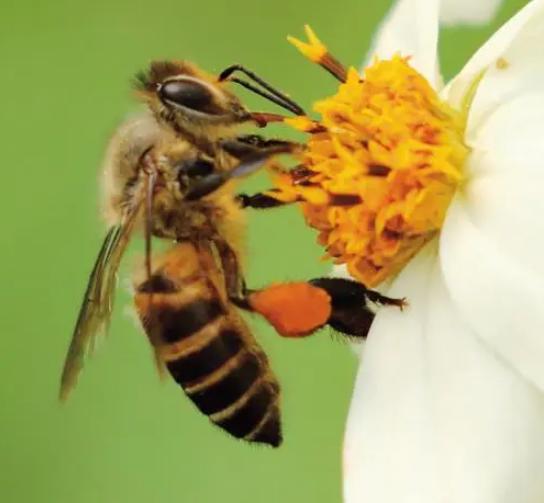 The Miracle of Worker Bees: How They Can Create Sweet Honey in Their ...