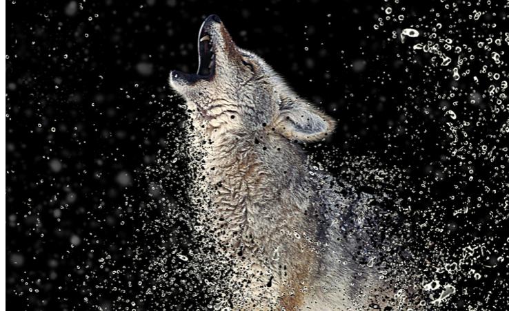 Wolves are spiritual and would rather commit suicide than be captured ...