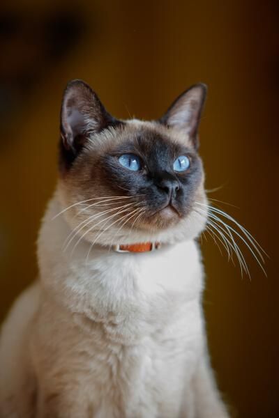 The secrets that Siamese cats bring to peppos' litter box - iNEWS