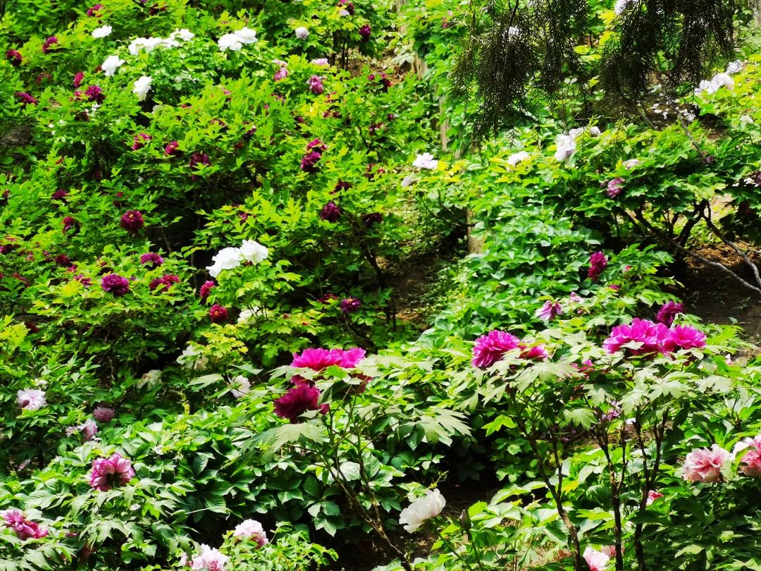 His Royal Highness Paiyun looks at the peony - iNEWS
