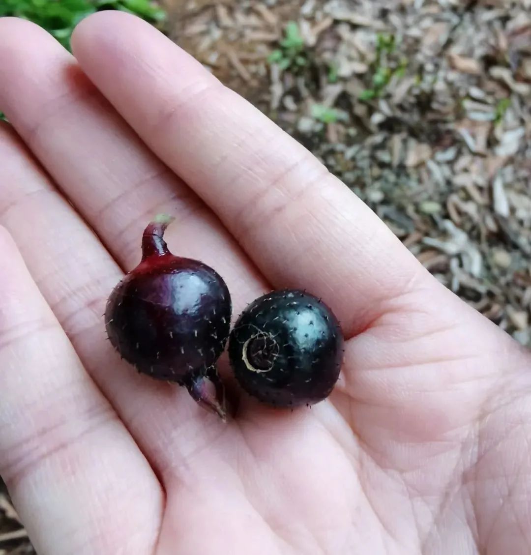 Dishu is a treasure - iNEWS