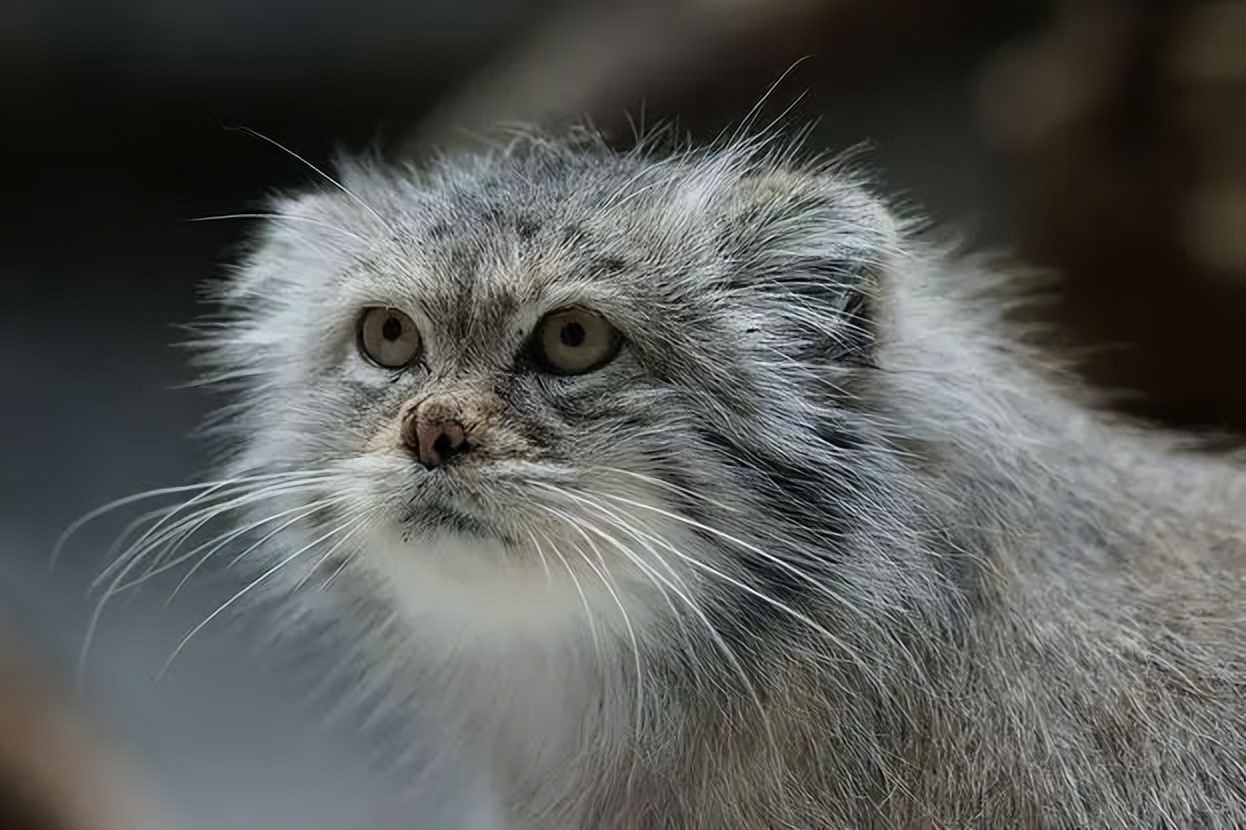 What are the animals that look cute but are actually very ferocious ...