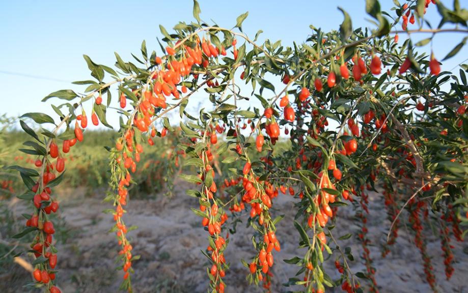 Chew a few grains of wolfberry raw before going to bed, after a period ...