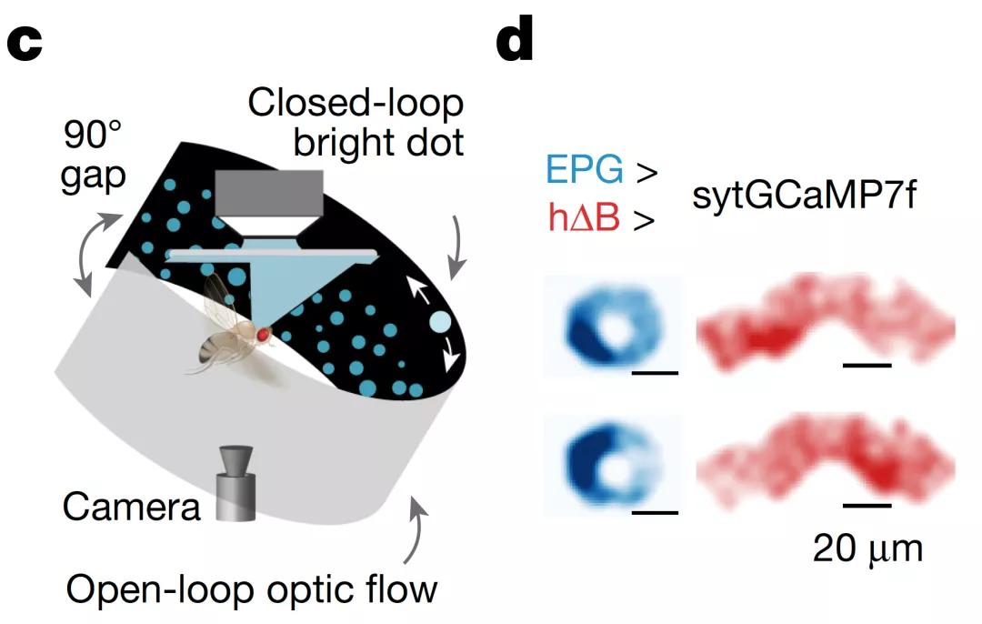 Fruit flies have their own "GPS"?Peking University Alumni Discover ...