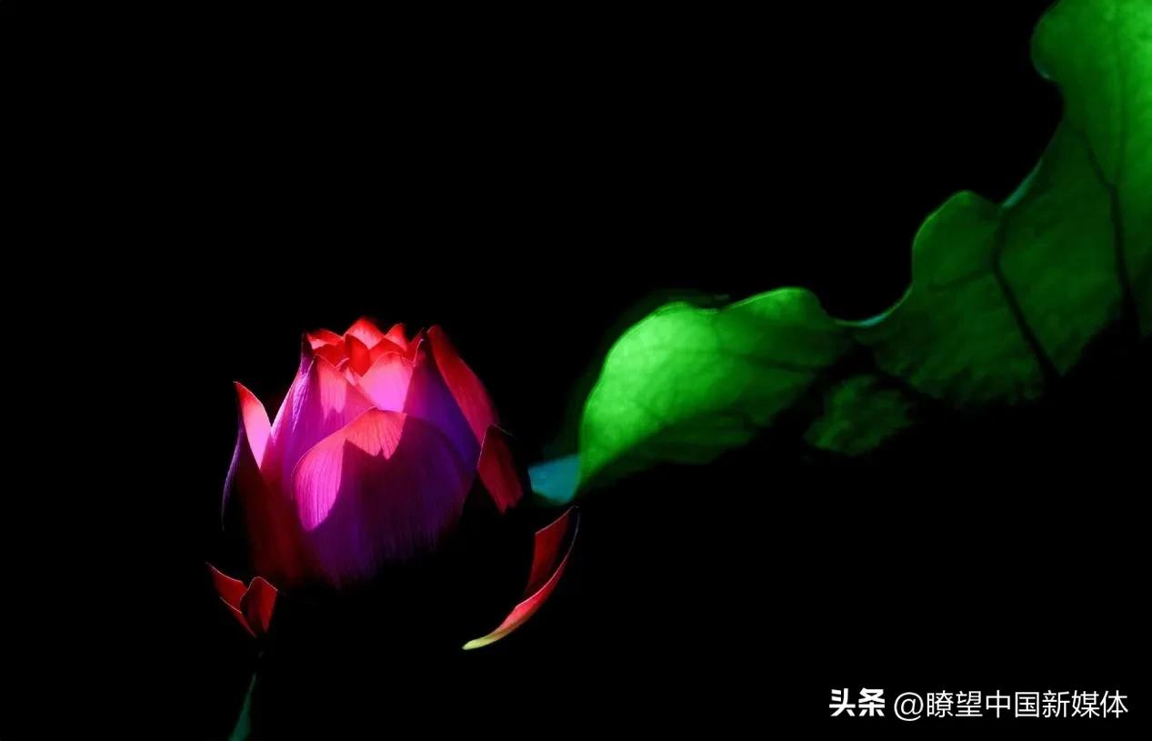 〖Looking·Photography〗 Liu Lianquan's love belongs to "Lotus" - iNEWS