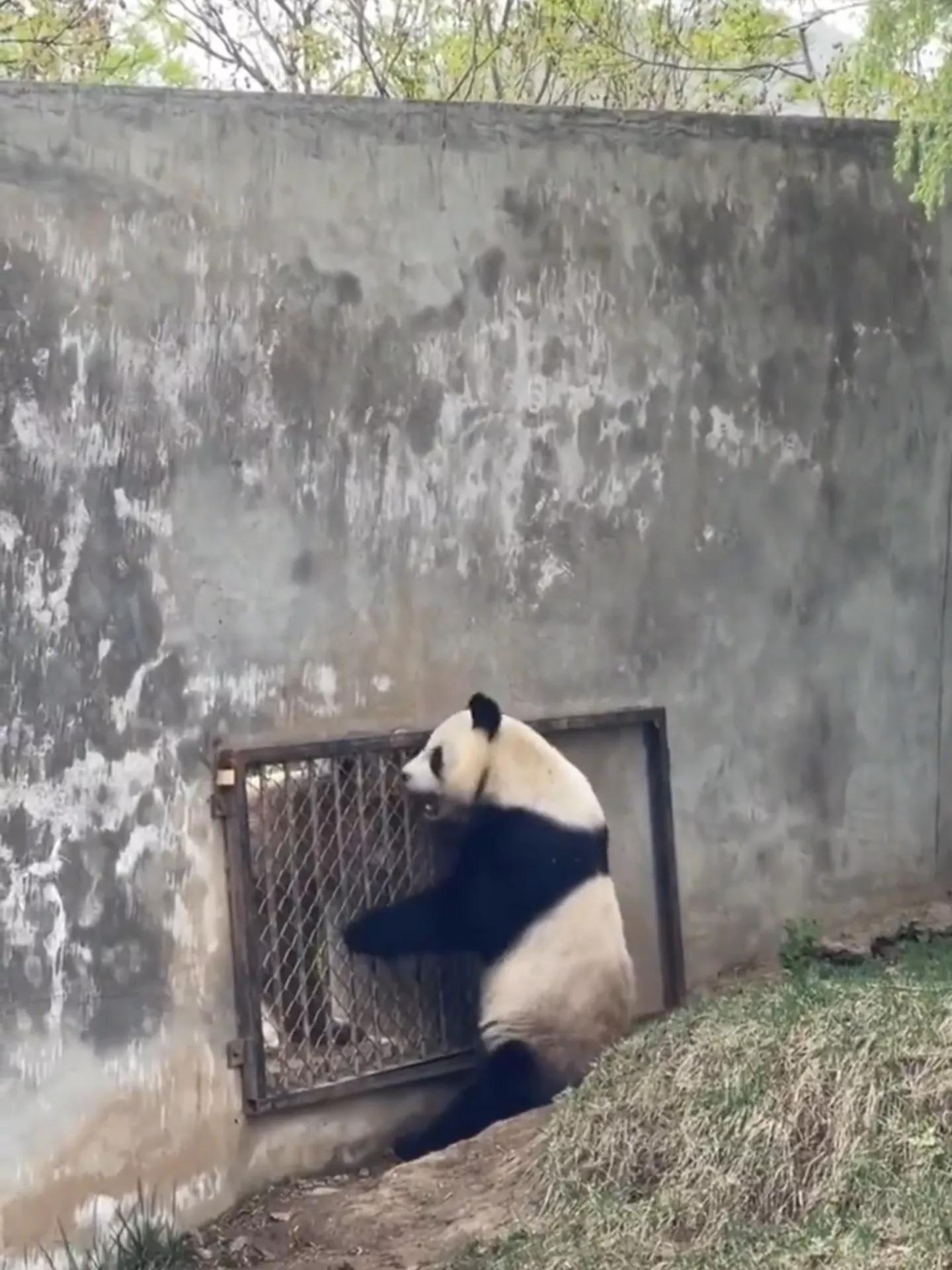 Recently, there was a panda fight in the zoo, and an unlucky panda's ...
