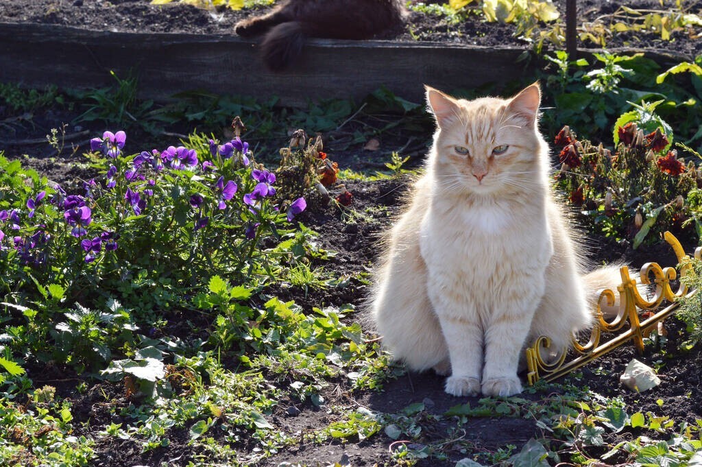 Can cats get solar dermatitis too?What are the symptoms and how to ...