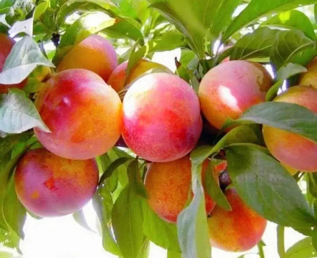 The best plums on the plum tree - iNEWS