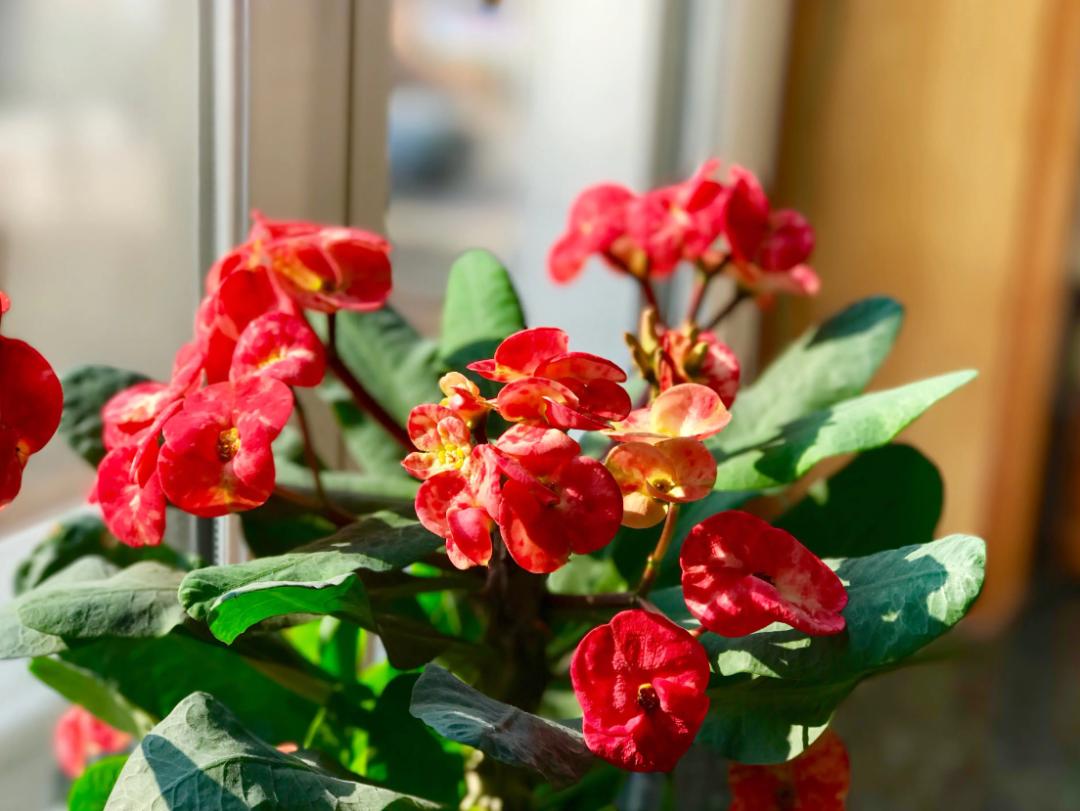 5 kinds of "hardworking flowers", blooming 365 days a year, never ...