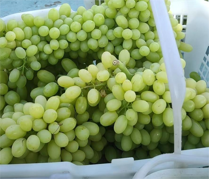 Ten thousand acres of grapes go out of the city gate, and the old city ...