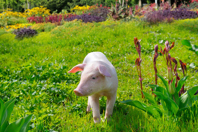 How smart are pigs? - iMedia