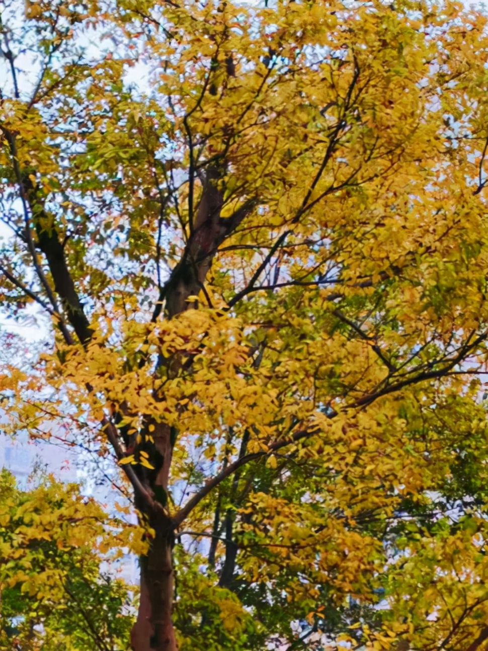 Yong Xue (29) Zhang Xian's "Ting Xue Zhai": The word "broken Qiong" in the poem has become an ...