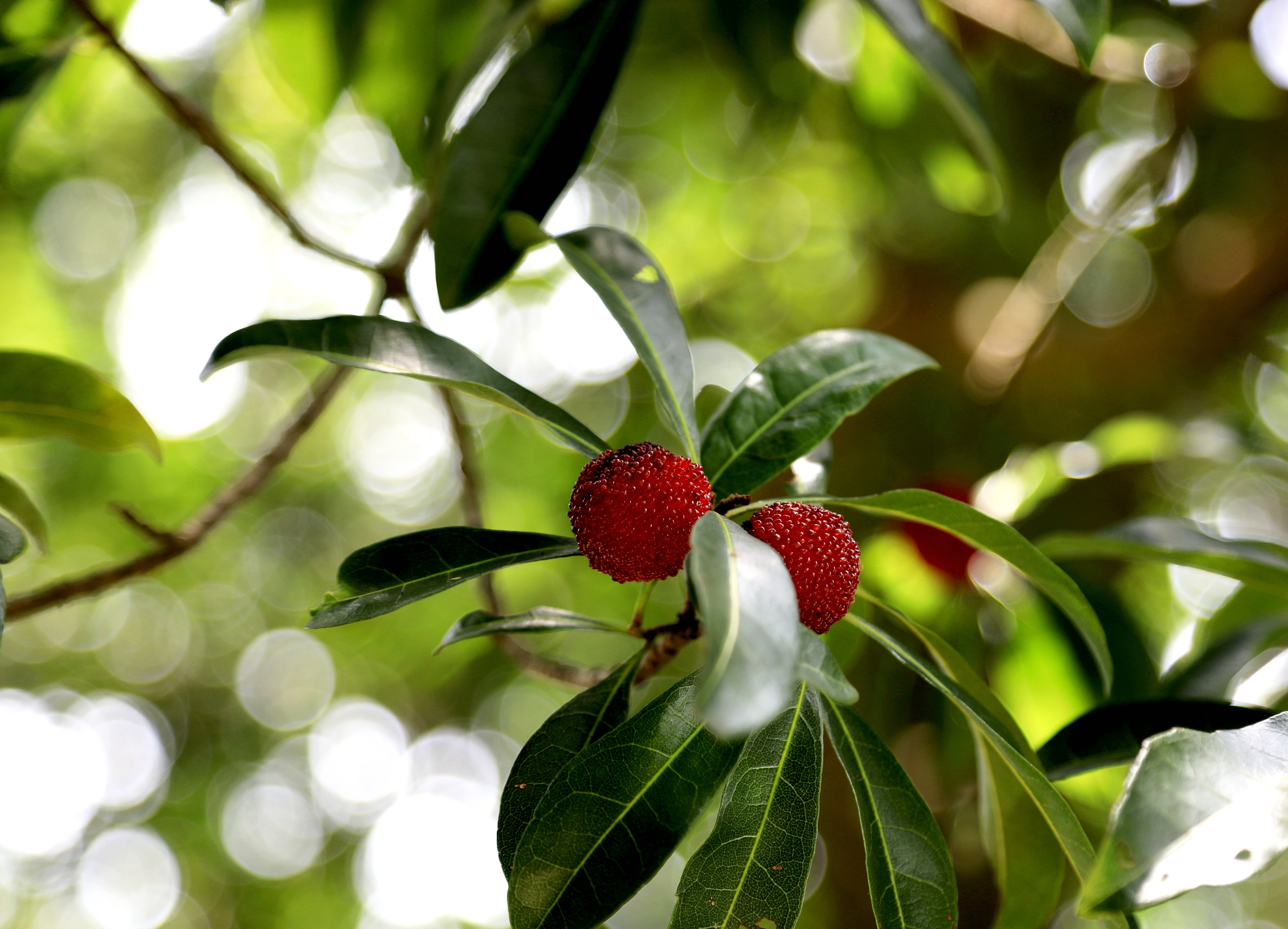 Picking bayberry on bayberry mountain is a big joy - iNEWS
