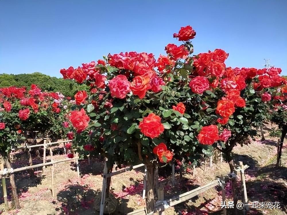 Potted tree-like roses in winter have strong disease resistance and ...