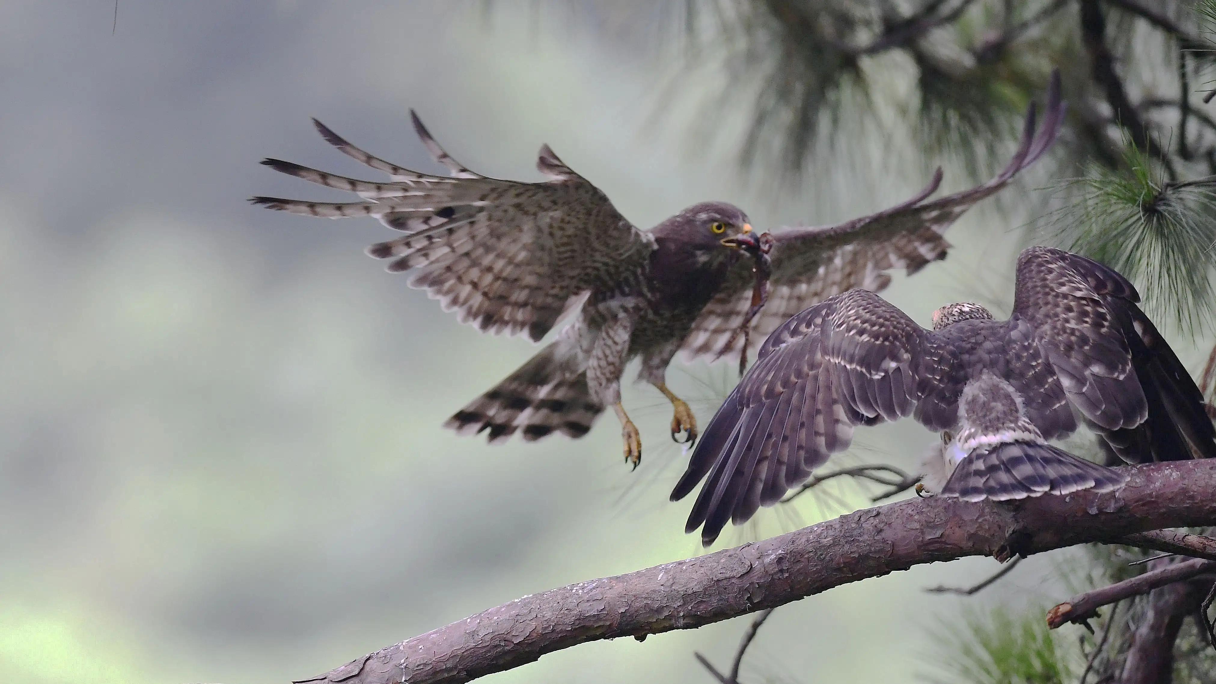 Grey-faced Buzzard - iMedia