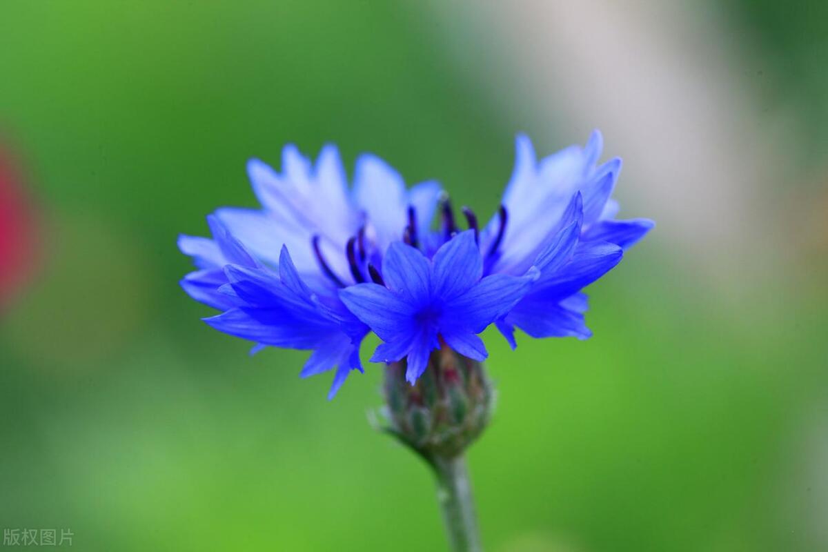 What is the difference between cyan and blue? Don't fool me, I went to ...