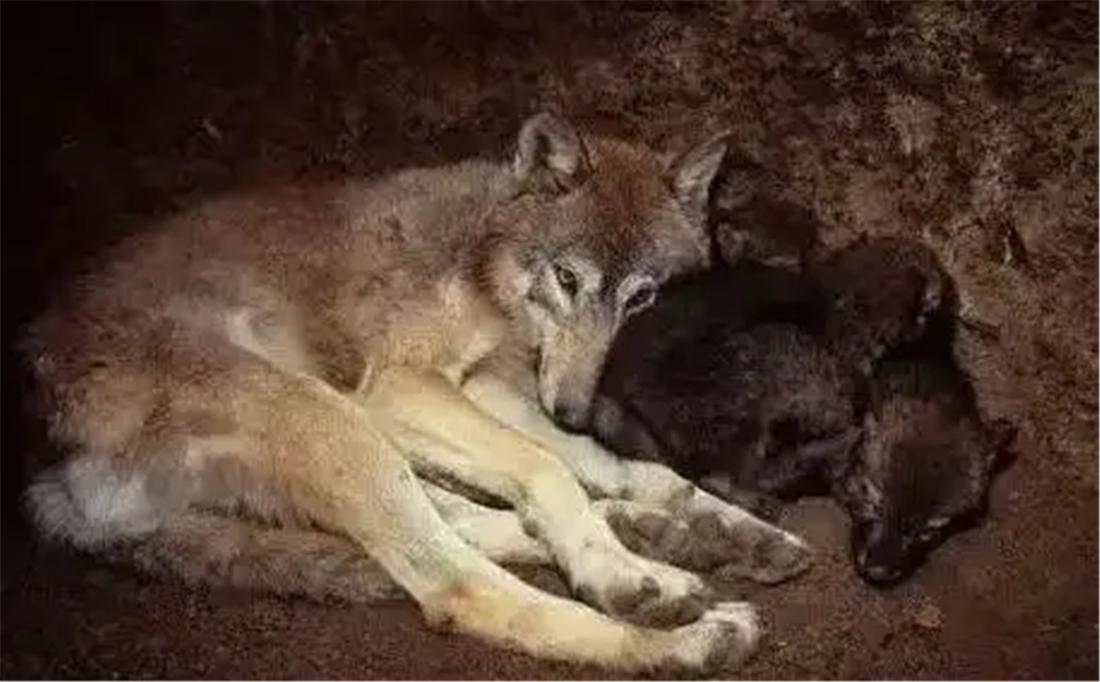 The female wolf escaped the snow leopard, gave birth to 6 wolf cubs ...